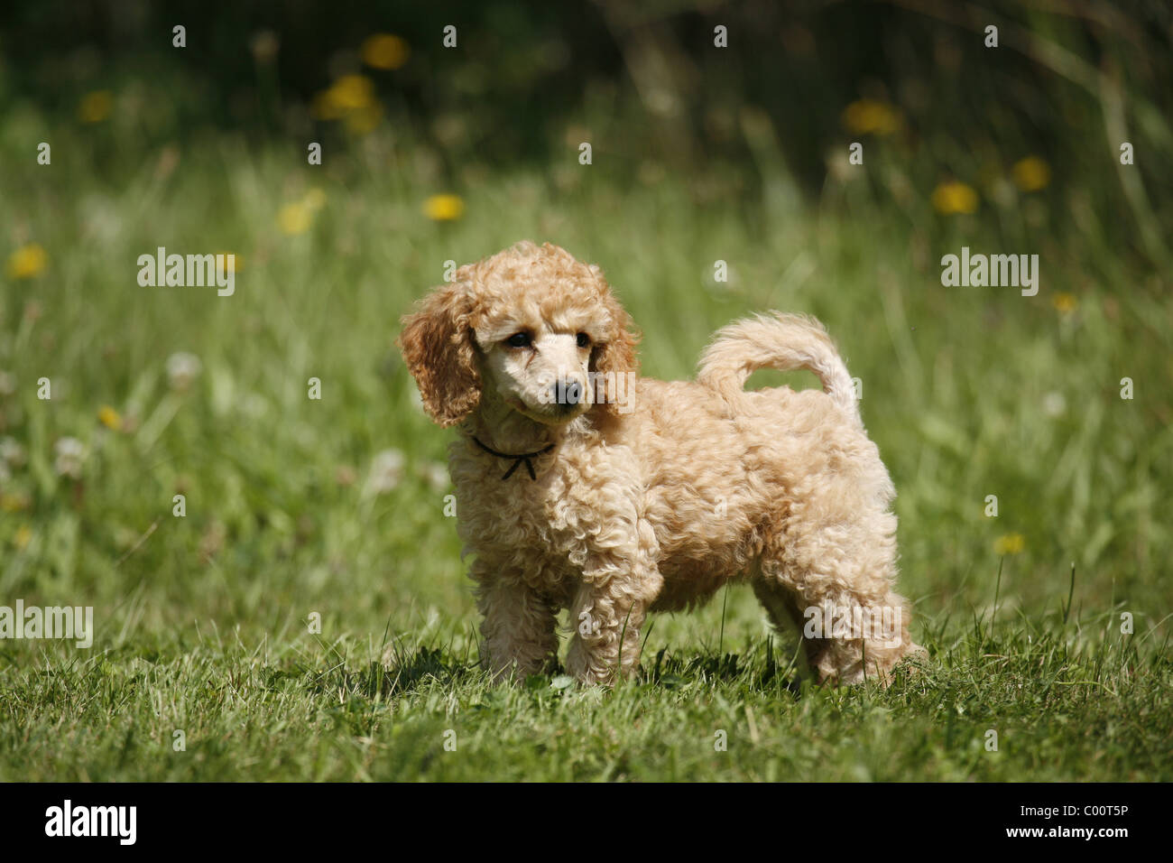 Pudel Welpe / Pudel Welpen Stockfotografie - Alamy