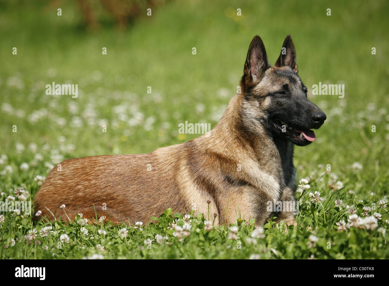 Belgischer malinois -Fotos und -Bildmaterial in hoher Auflösung – Alamy