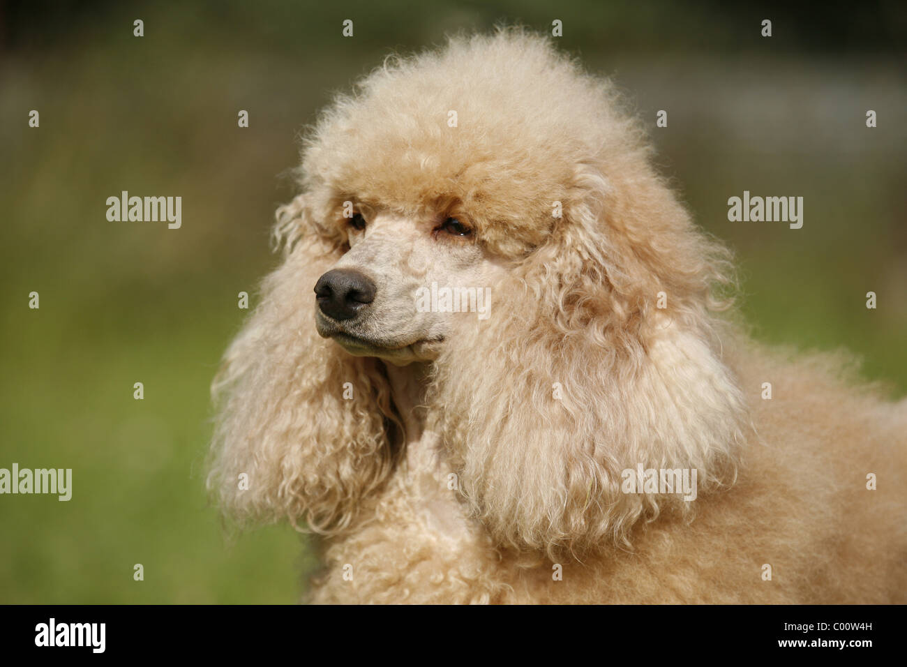 Apricot pudel -Fotos und -Bildmaterial in hoher Auflösung – Alamy