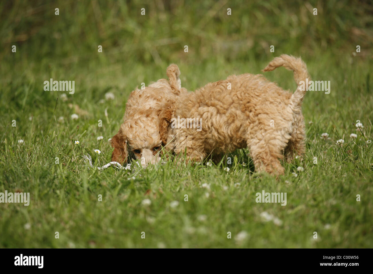 Apricot Pudel Stockfotos & Apricot Pudel Bilder - Alamy