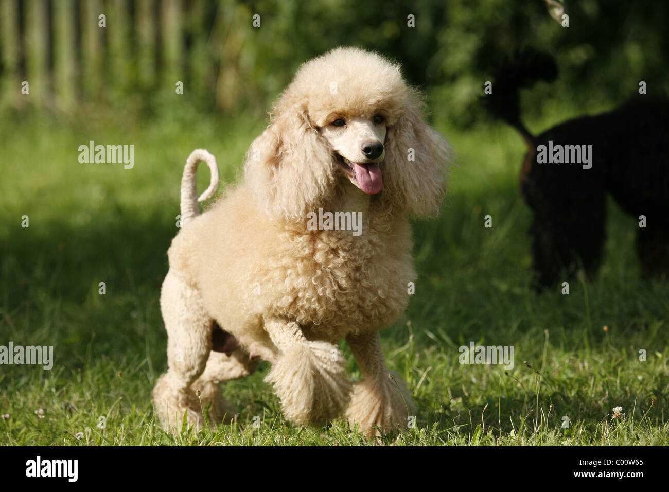 Apricot pudel -Fotos und -Bildmaterial in hoher Auflösung – Alamy