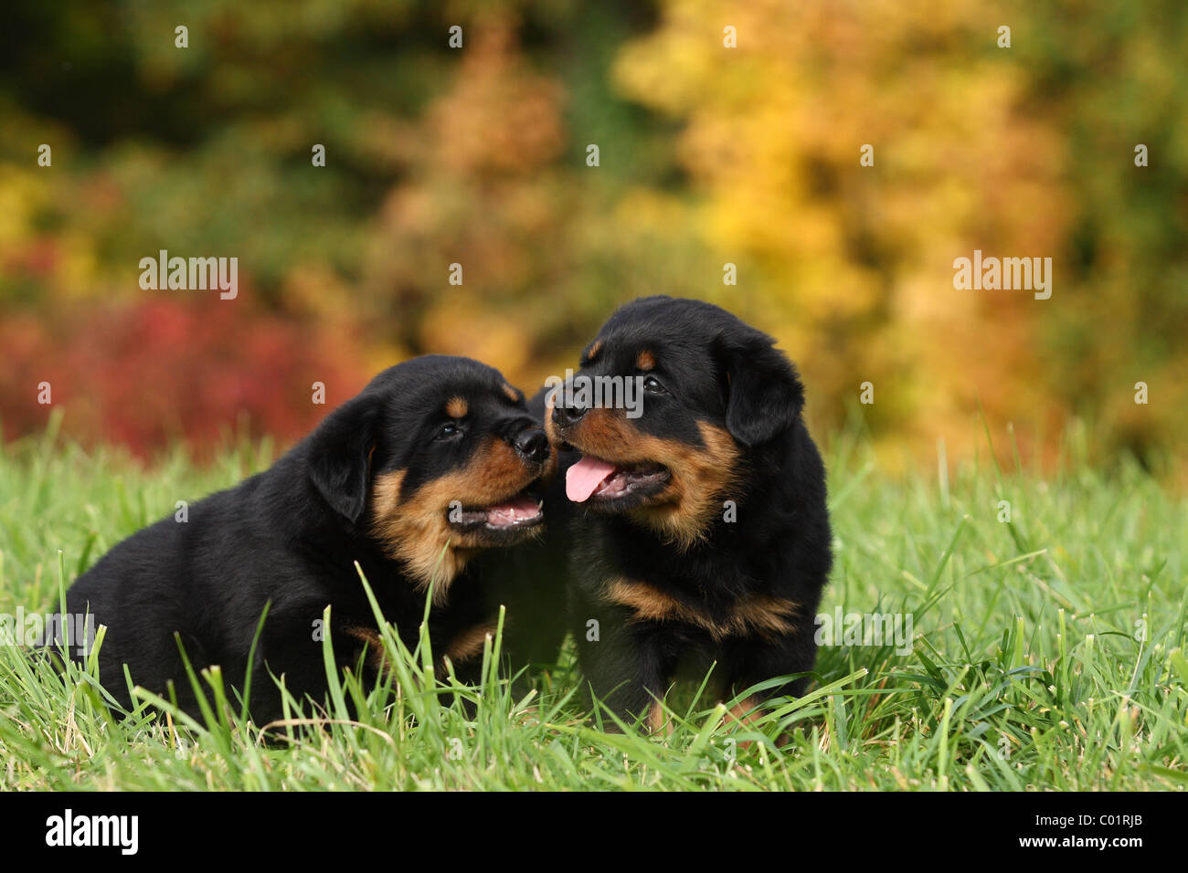 Rottweiler puppy -Fotos und -Bildmaterial in hoher Auflösung – Alamy