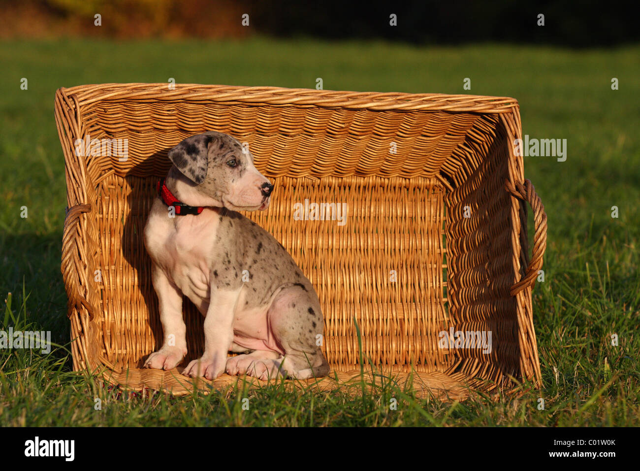 Graue deutsche dogge -Fotos und -Bildmaterial in hoher Auflösung – Alamy
