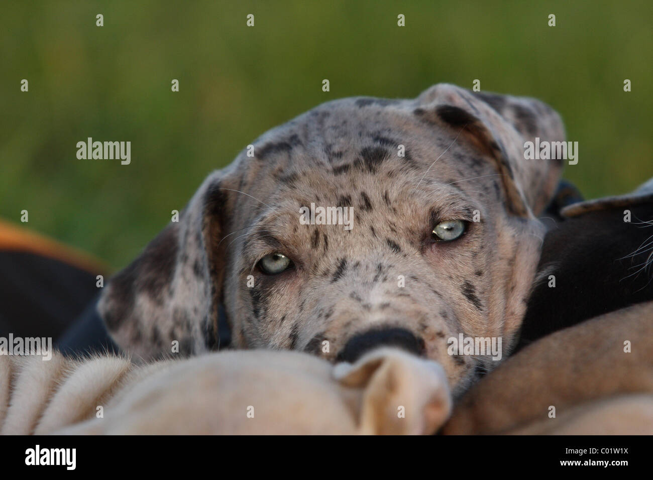Graue deutsche dogge -Fotos und -Bildmaterial in hoher Auflösung – Alamy