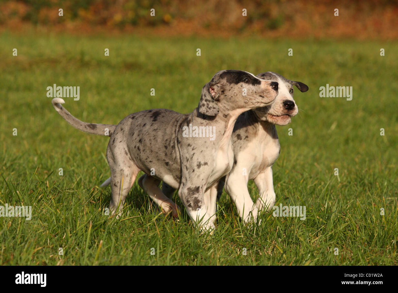 Graue welpen -Fotos und -Bildmaterial in hoher Auflösung – Alamy