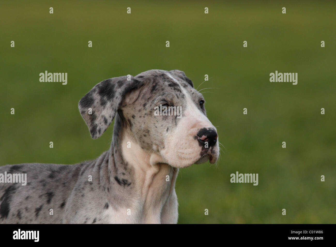 Graue deutsche dogge -Fotos und -Bildmaterial in hoher Auflösung – Alamy
