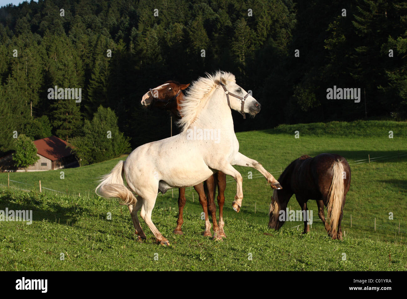 Aufsteigende graue pferde -Fotos und -Bildmaterial in hoher Auflösung – Alamy