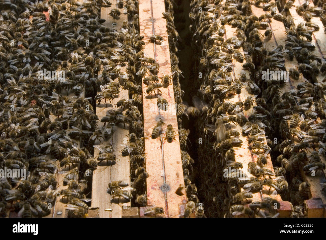Insekten fleiss -Fotos und -Bildmaterial in hoher Auflösung – Alamy