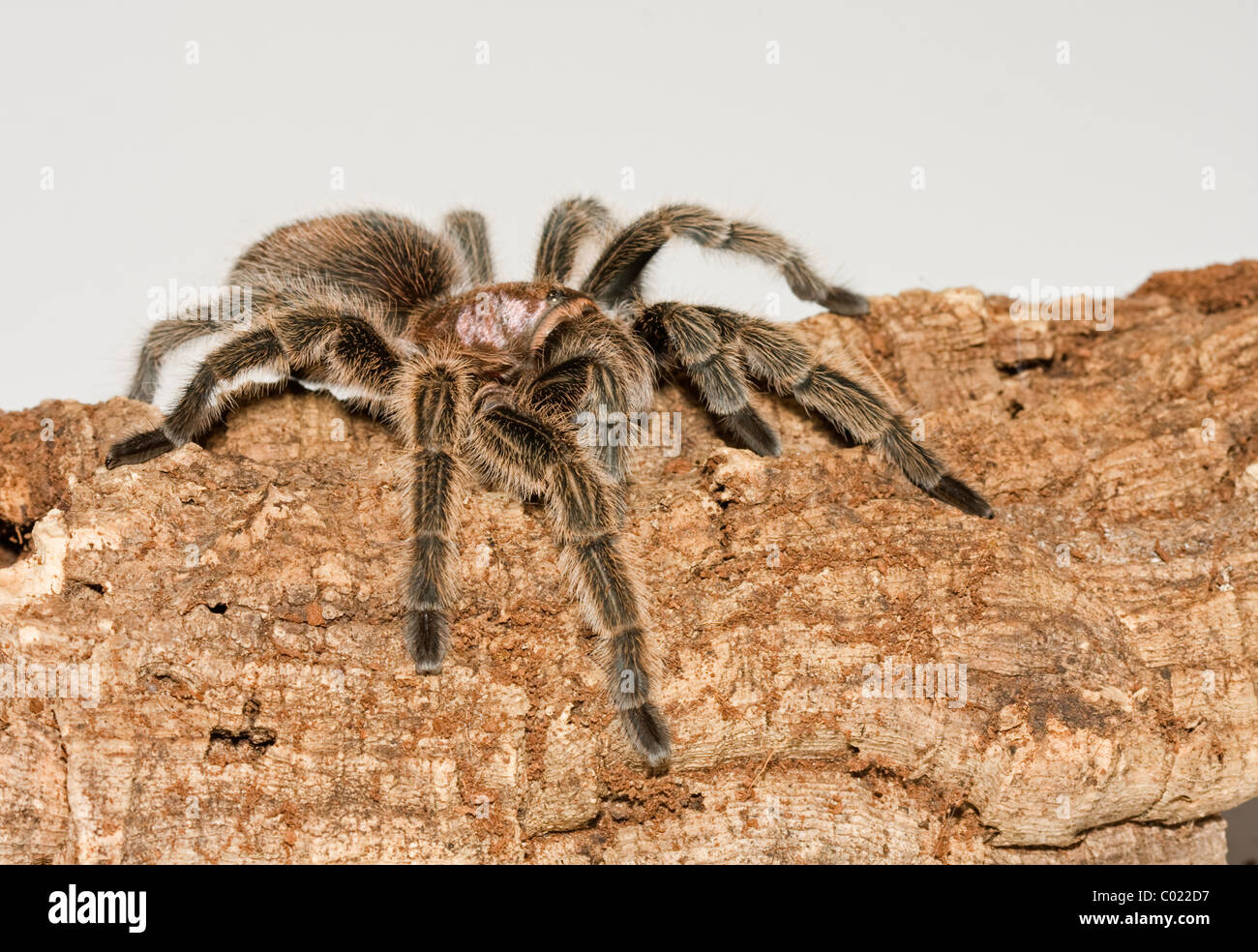 Chile Vogelspinne Stockfotos und -bilder Kaufen - Alamy