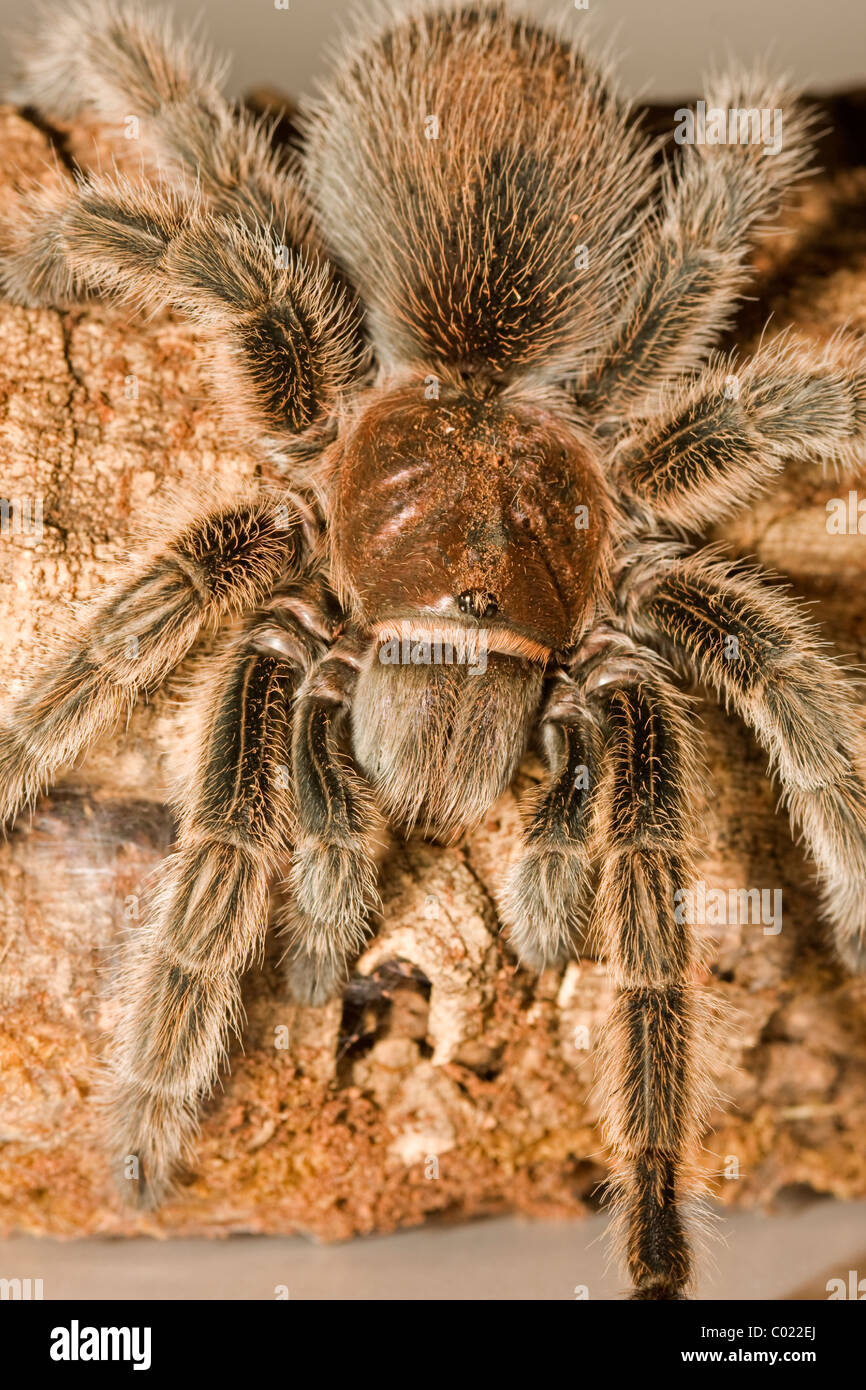 Chilenische tarantel -Fotos und -Bildmaterial in hoher Auflösung – Alamy