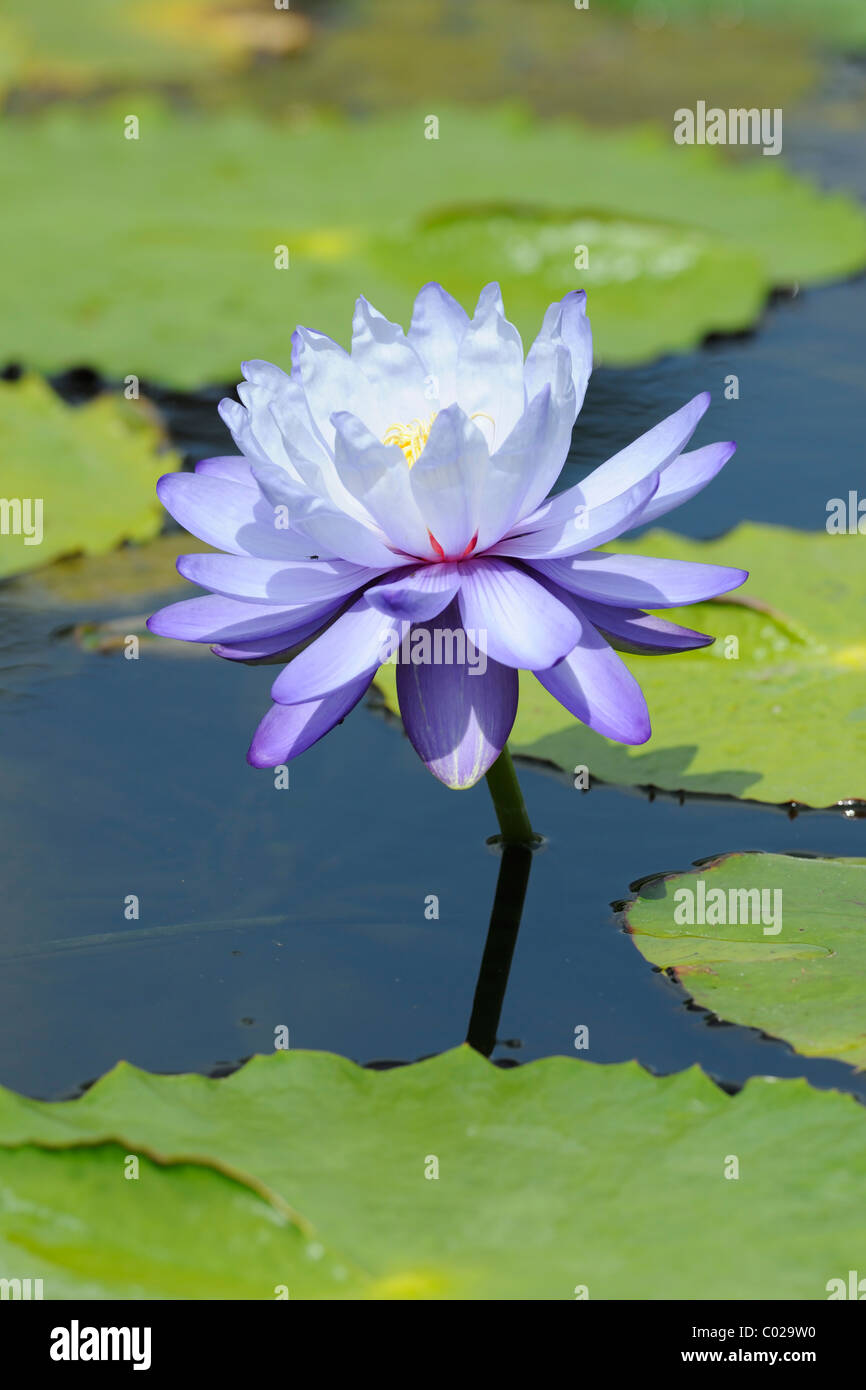 Blaue seerose nymphaea gigantea -Fotos und -Bildmaterial in hoher ...