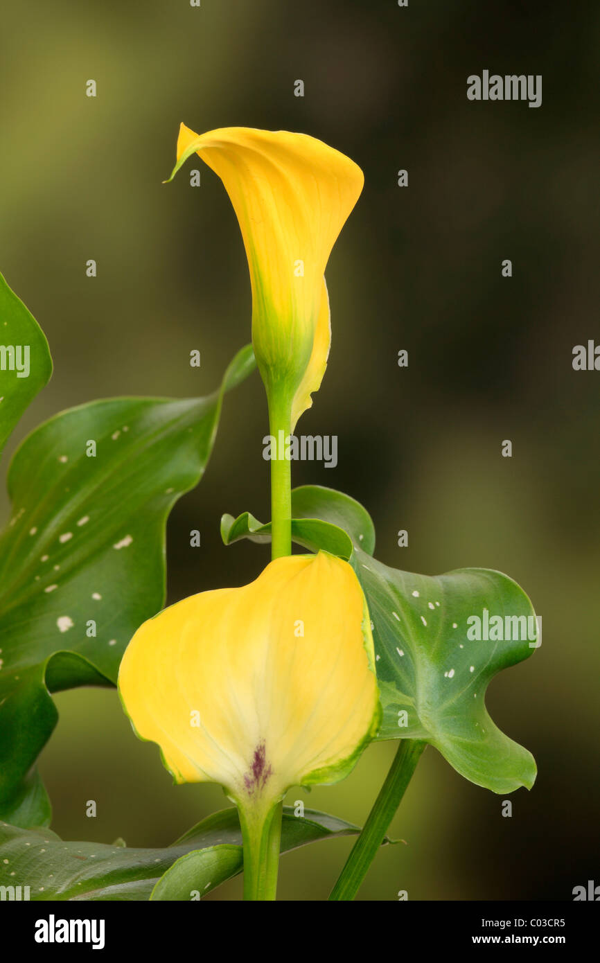 Goldene Arum Lilie (Zantedeschia Elliottiana), blühen, Deutschland ...