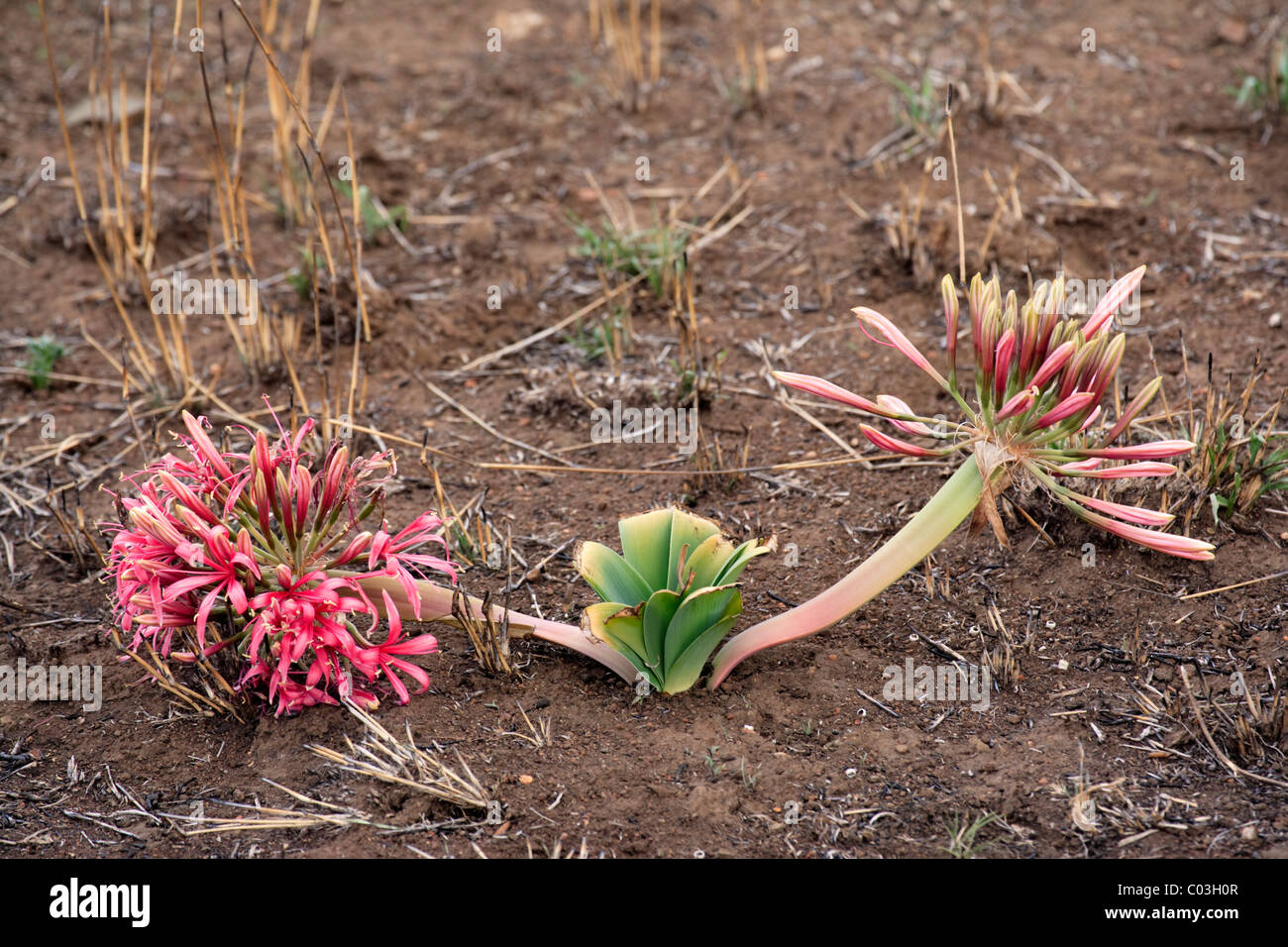 South african national flower -Fotos und -Bildmaterial in hoher ...