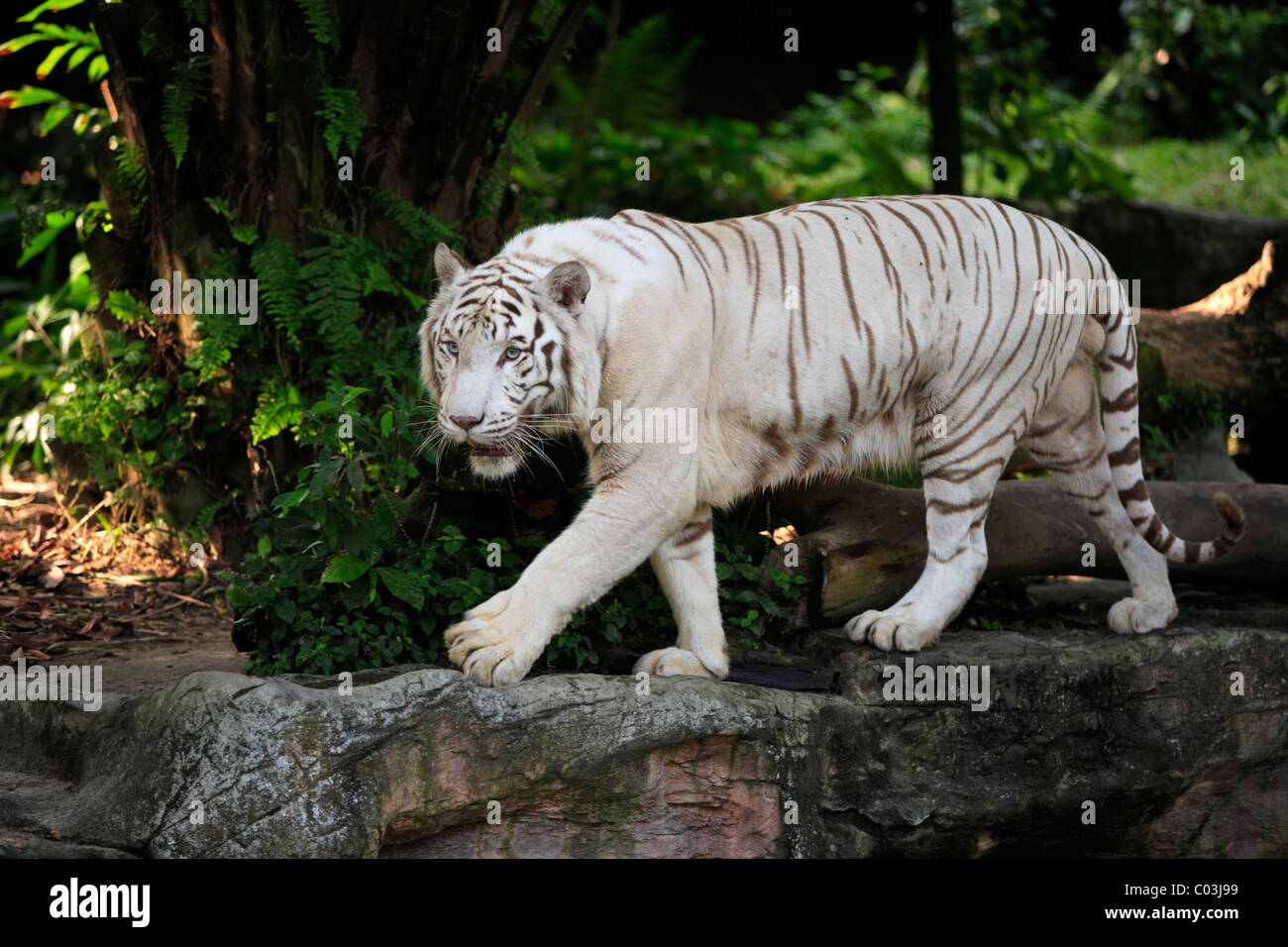 Weiß, Bengal-Tiger (Panthera Tigris Tigris), Erwachsene, Indien, Asien ...