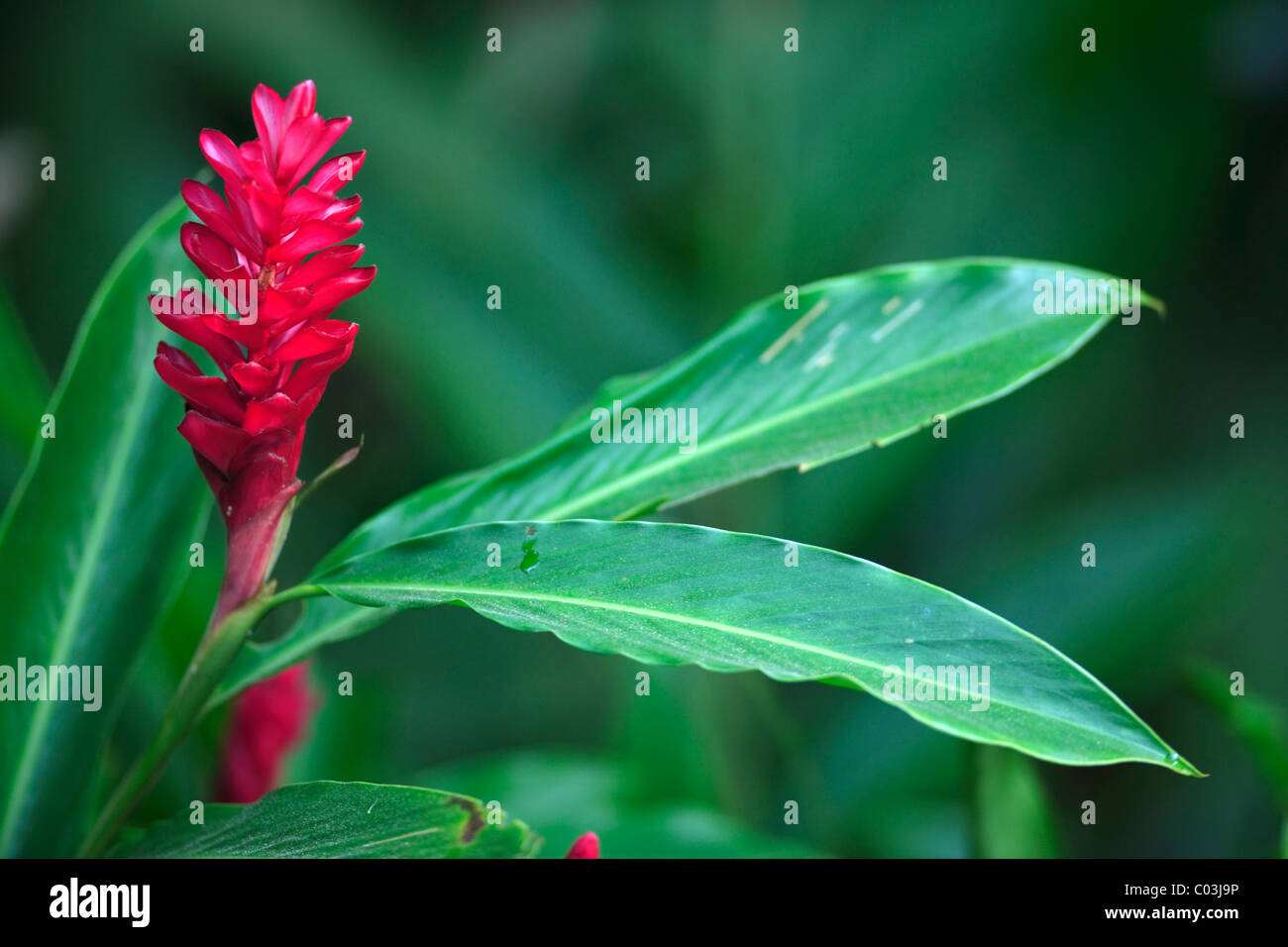 Curcuma longa blatt -Fotos und -Bildmaterial in hoher Auflösung – Alamy