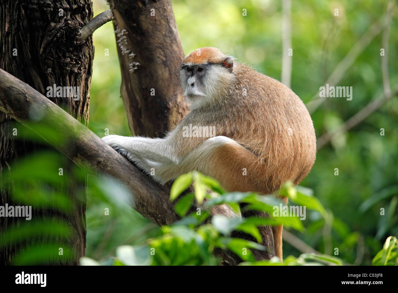 Affe Sitzt Im Baum Stockfotos und -bilder Kaufen - Alamy