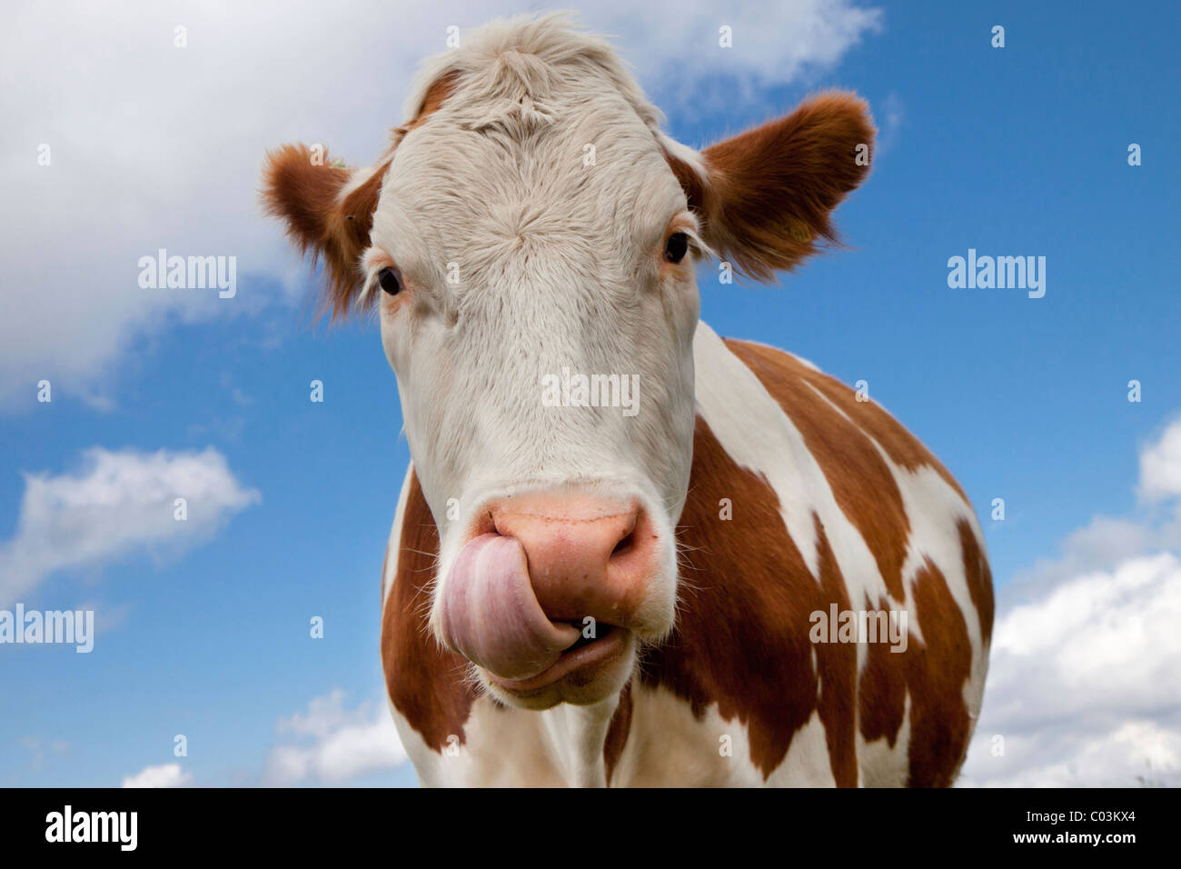 Bos taurus primigenius -Fotos und -Bildmaterial in hoher Auflösung – Alamy