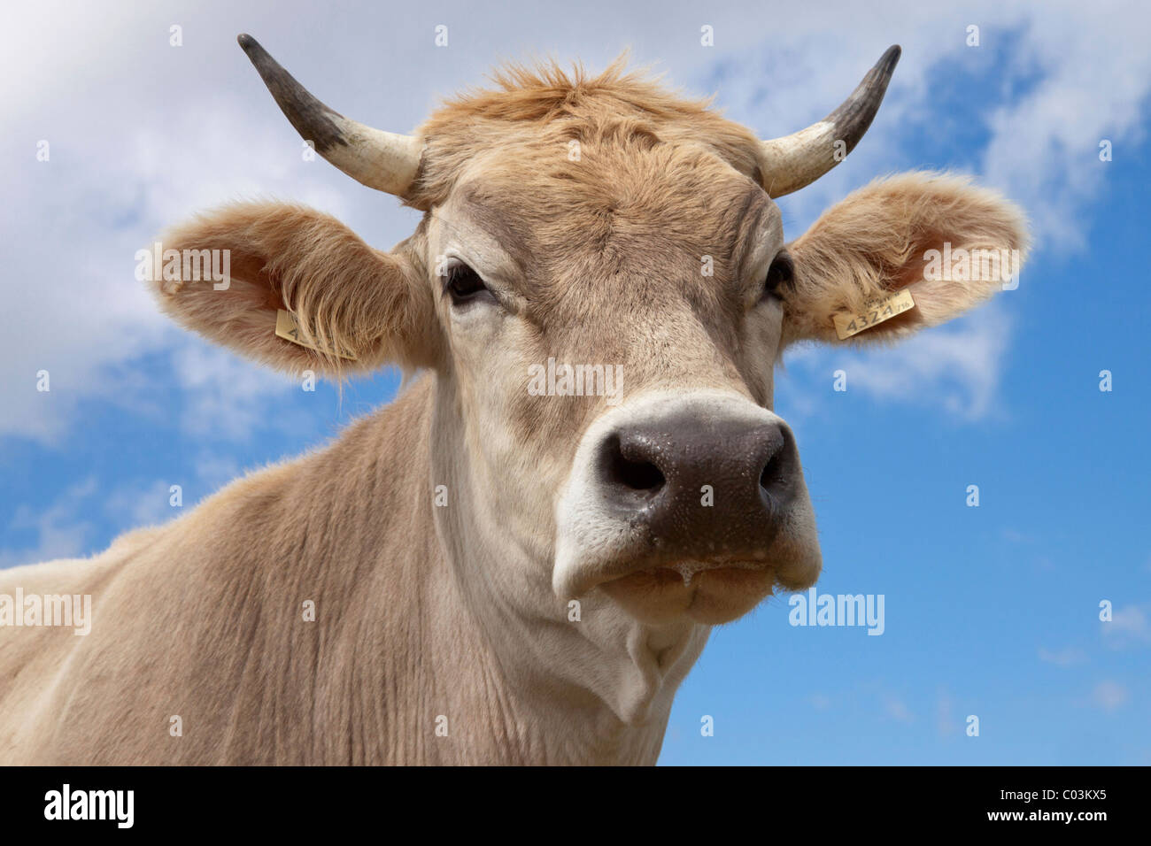 Bos taurus primigenius -Fotos und -Bildmaterial in hoher Auflösung – Alamy