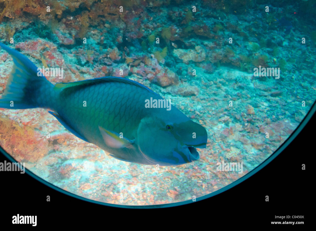 Malediven, Nord Male Atoll, in der Nähe der Insel Male. Touristen-u ...