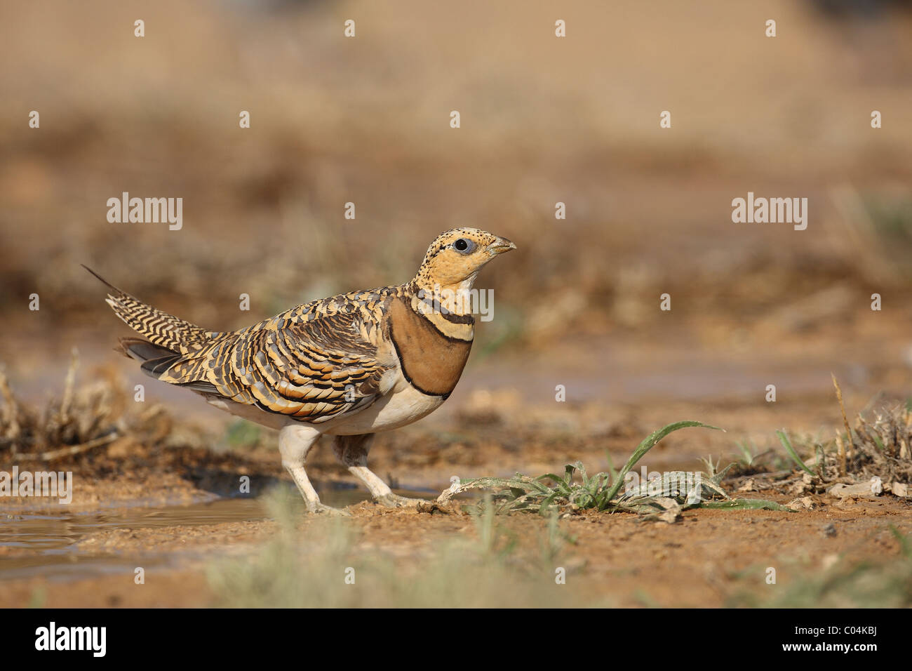 Pin tailed sandgrouse pterocles alchata -Fotos und -Bildmaterial in ...