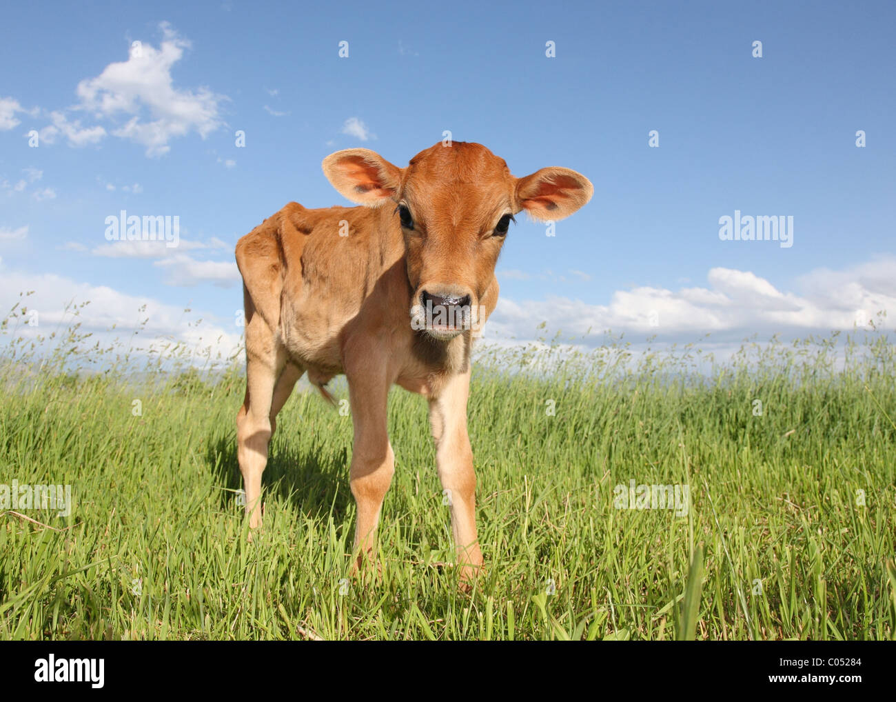 im Feld allein dünn Baby Kalb stehen Stockfotografie - Alamy