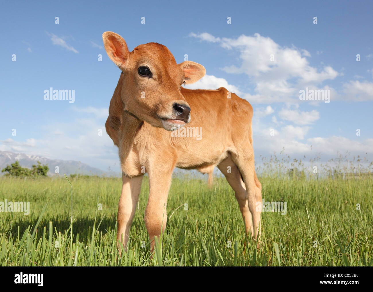 Stehendes kalb -Fotos und -Bildmaterial in hoher Auflösung – Alamy