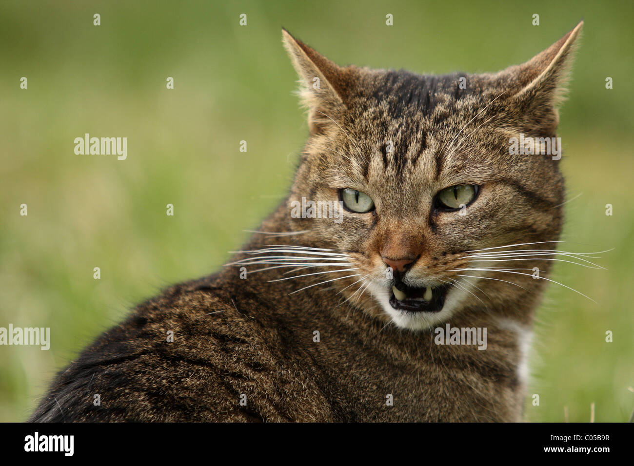 Katze ruft -Fotos und -Bildmaterial in hoher Auflösung – Alamy