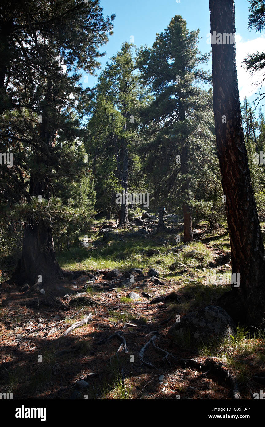 Taiga russia -Fotos und -Bildmaterial in hoher Auflösung - Seite 2 - Alamy