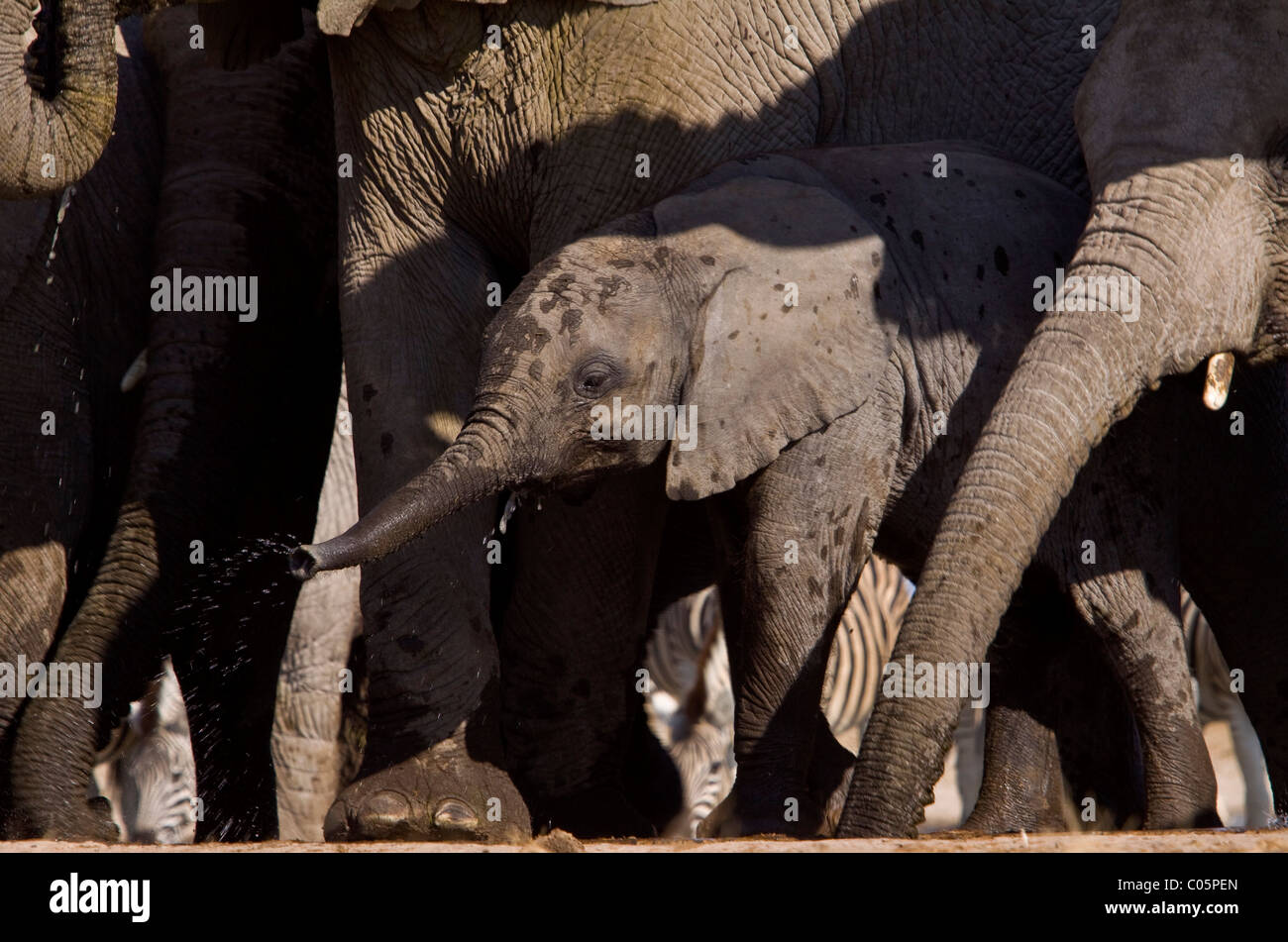 Elefant und elefantenbaby -Fotos und -Bildmaterial in hoher Auflösung – Alamy