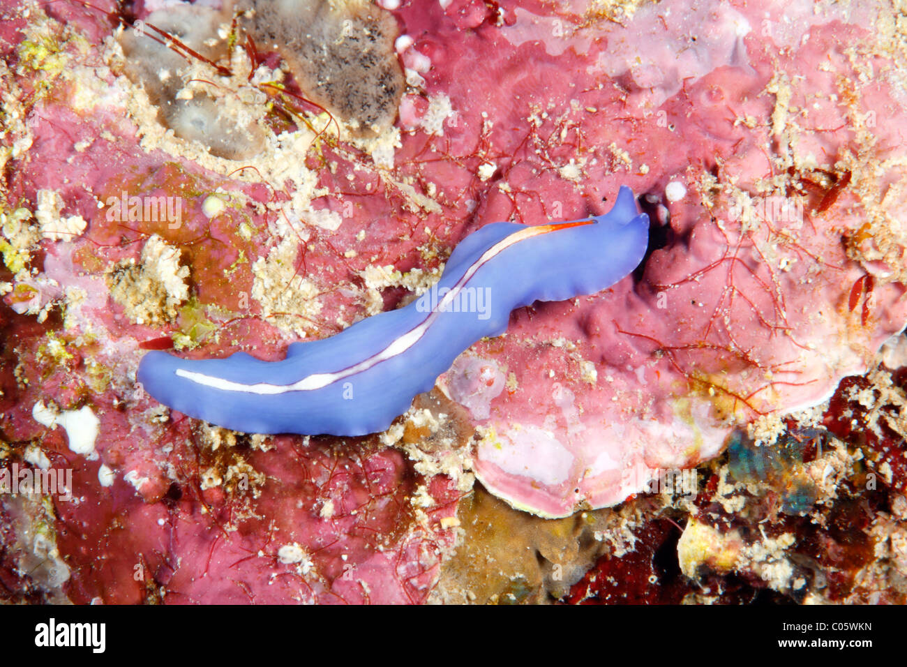 Pseudoceros bifurcus -Fotos und -Bildmaterial in hoher Auflösung – Alamy