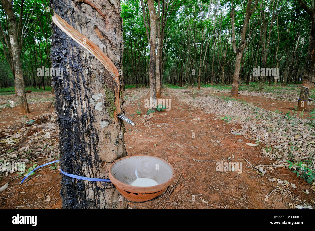 Rubber plantation -Fotos und -Bildmaterial in hoher Auflösung – Alamy
