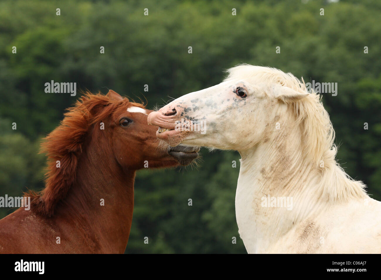 Aggressives pferd -Fotos und -Bildmaterial in hoher Auflösung – Alamy