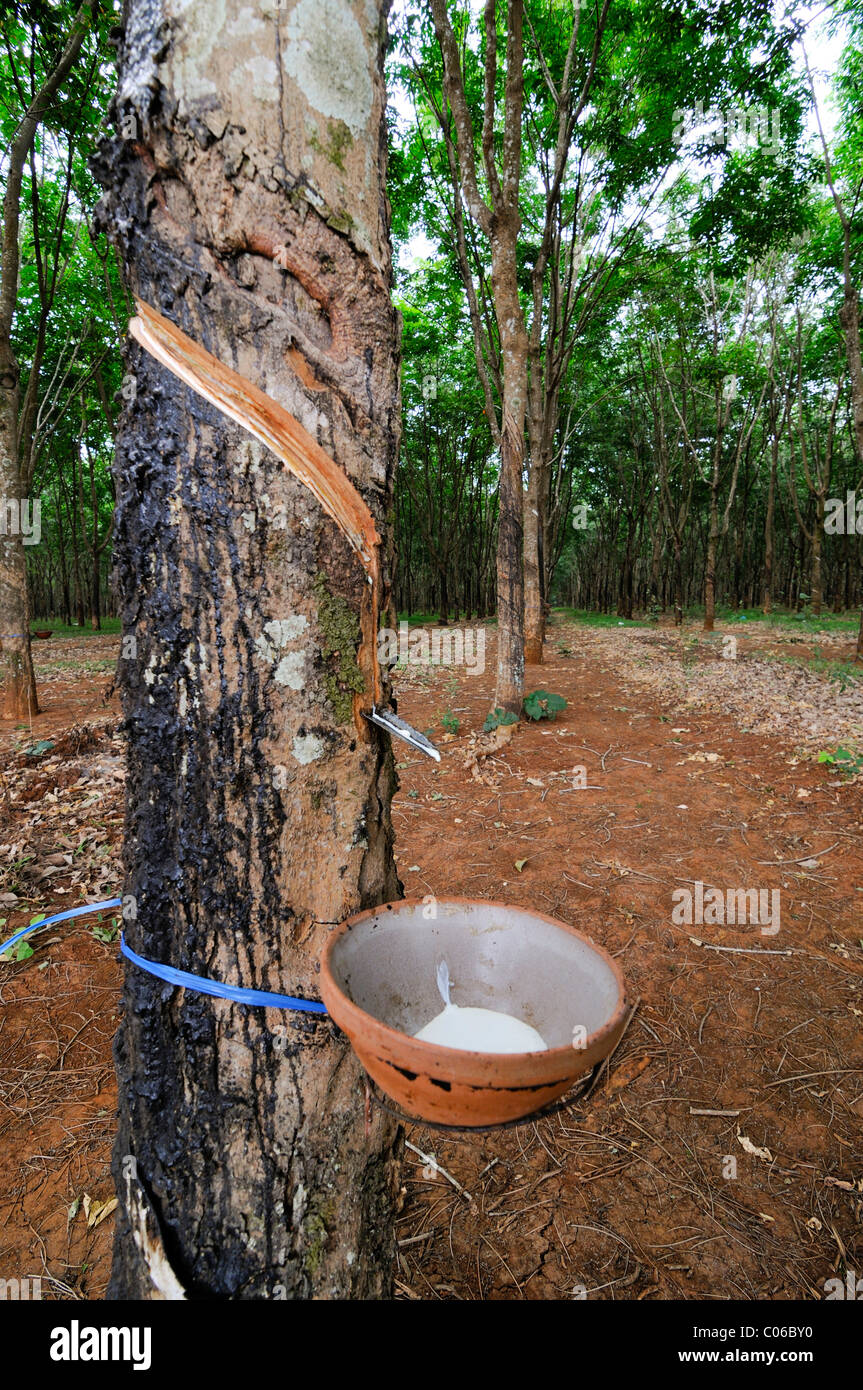 Caoutchouc Rubber Stockfotos und -bilder Kaufen - Alamy