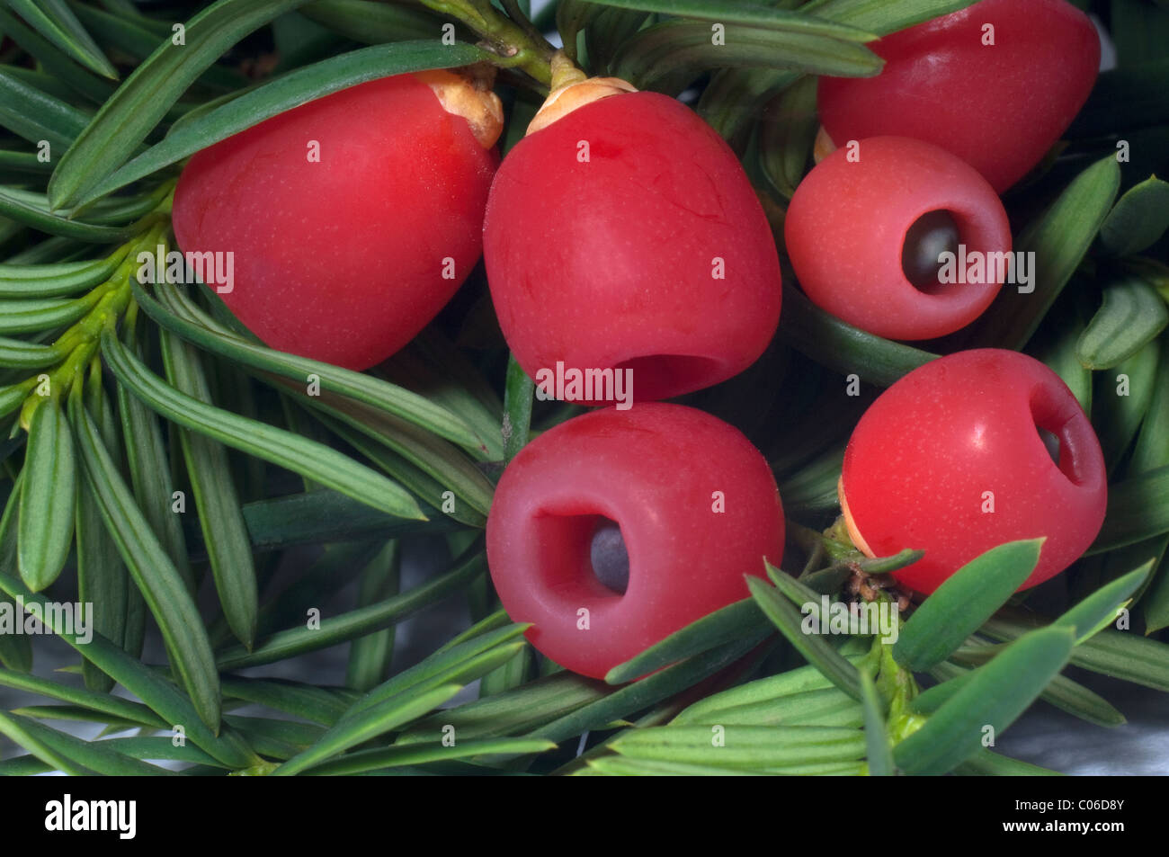 Eiben frucht -Fotos und -Bildmaterial in hoher Auflösung – Alamy