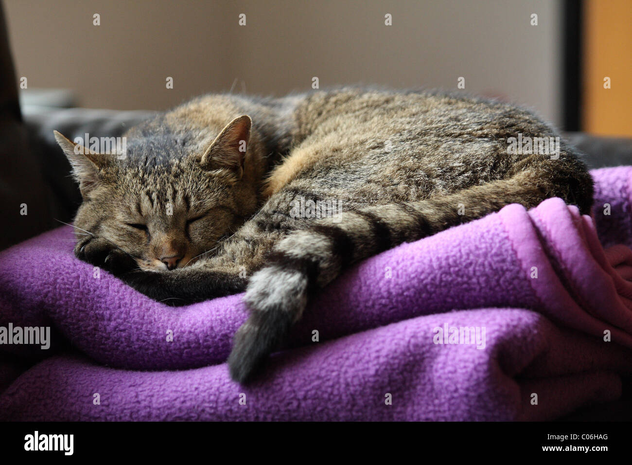 Hauskatze domestic cat -Fotos und -Bildmaterial in hoher Auflösung – Alamy