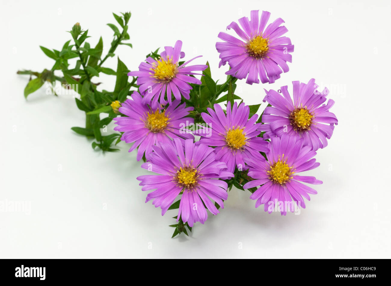 Aster dumosus -Fotos und -Bildmaterial in hoher Auflösung – Alamy