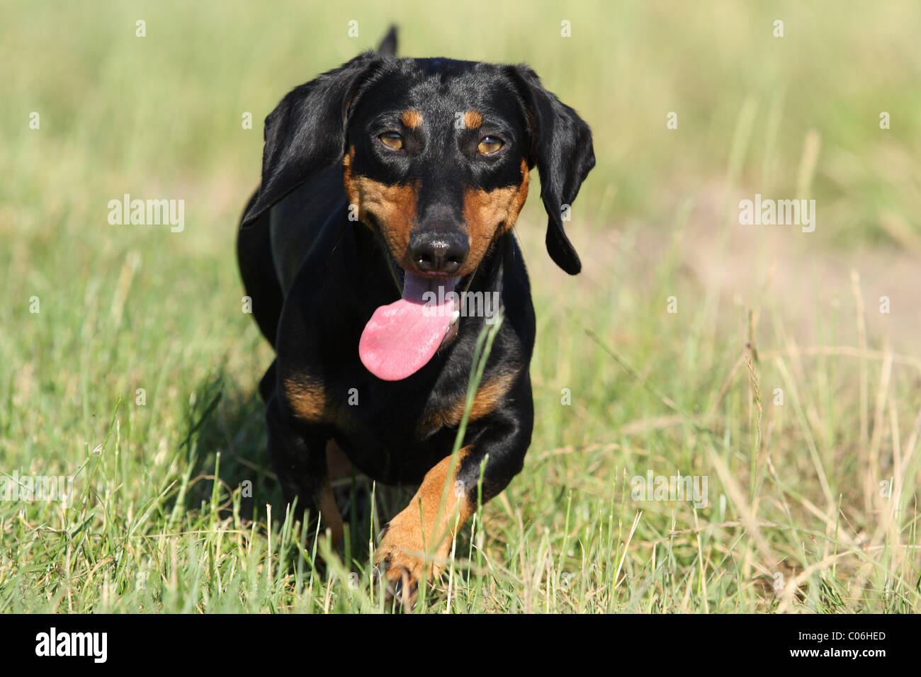 Shorthaired teckel -Fotos und -Bildmaterial in hoher Auflösung - Seite ...