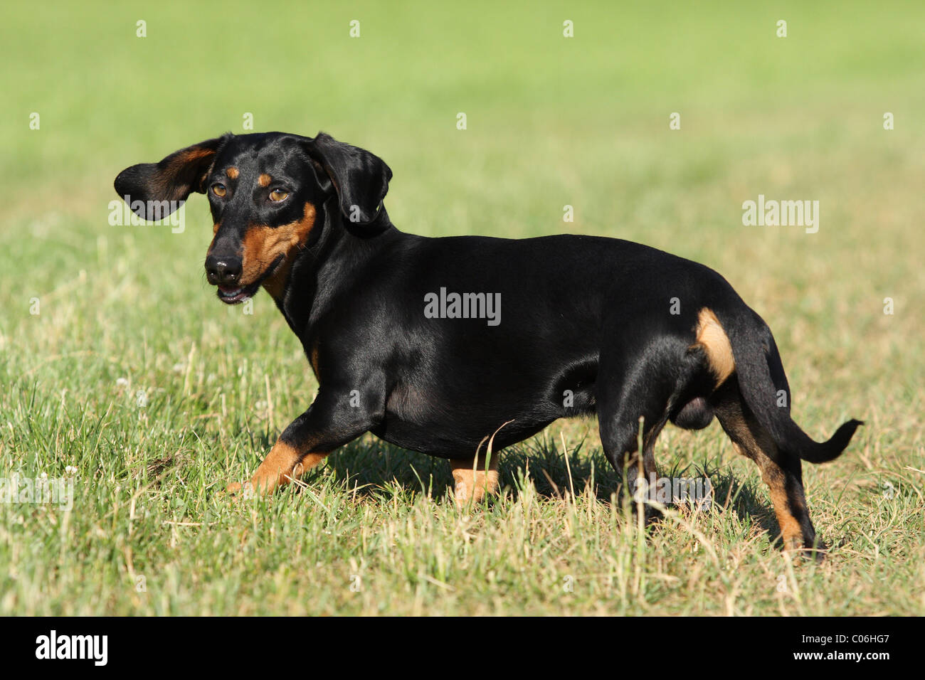 Dog dachshund dackel teckel shorthaired -Fotos und -Bildmaterial in ...