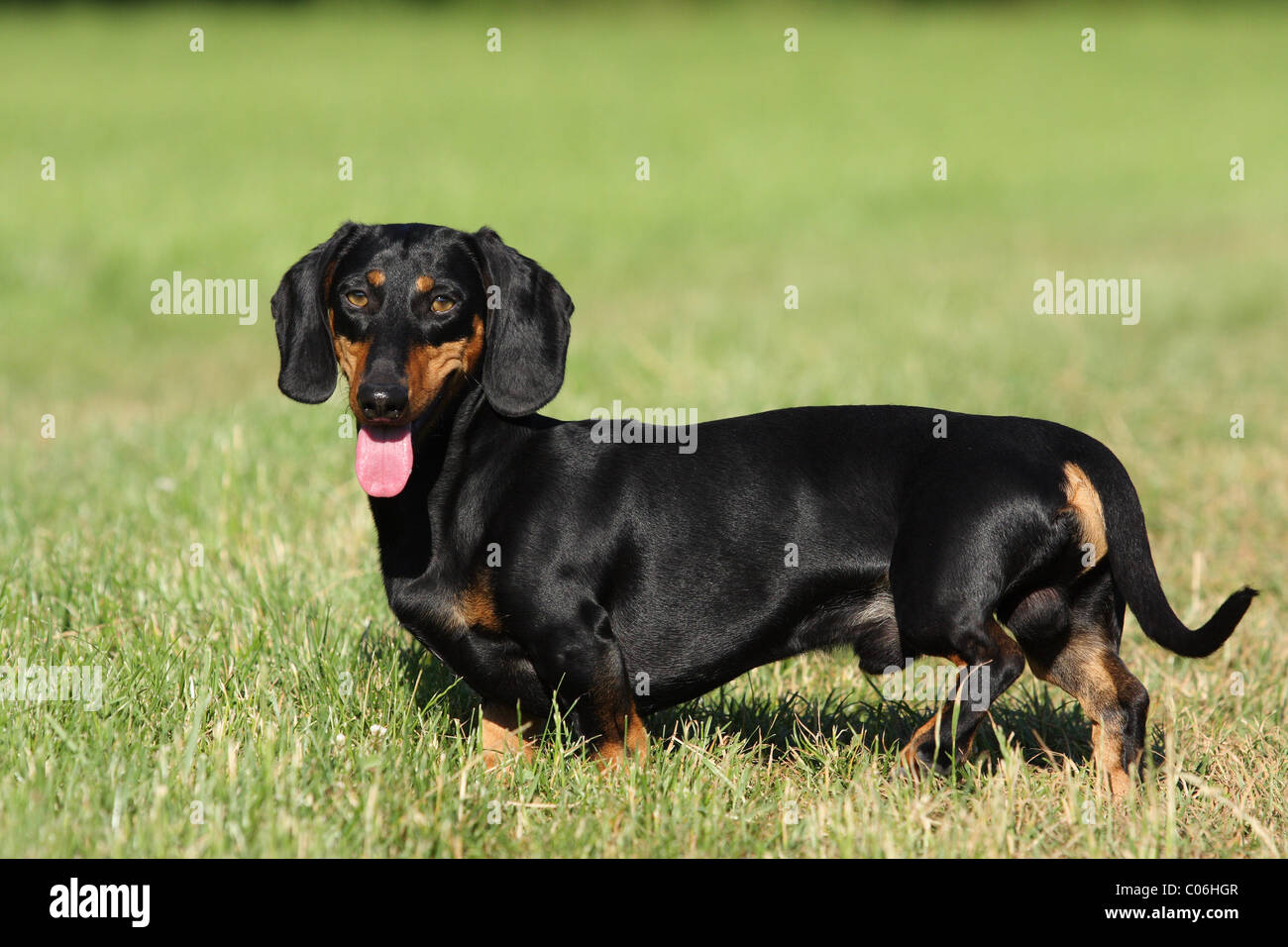 Shorthaired teckel -Fotos und -Bildmaterial in hoher Auflösung - Seite ...