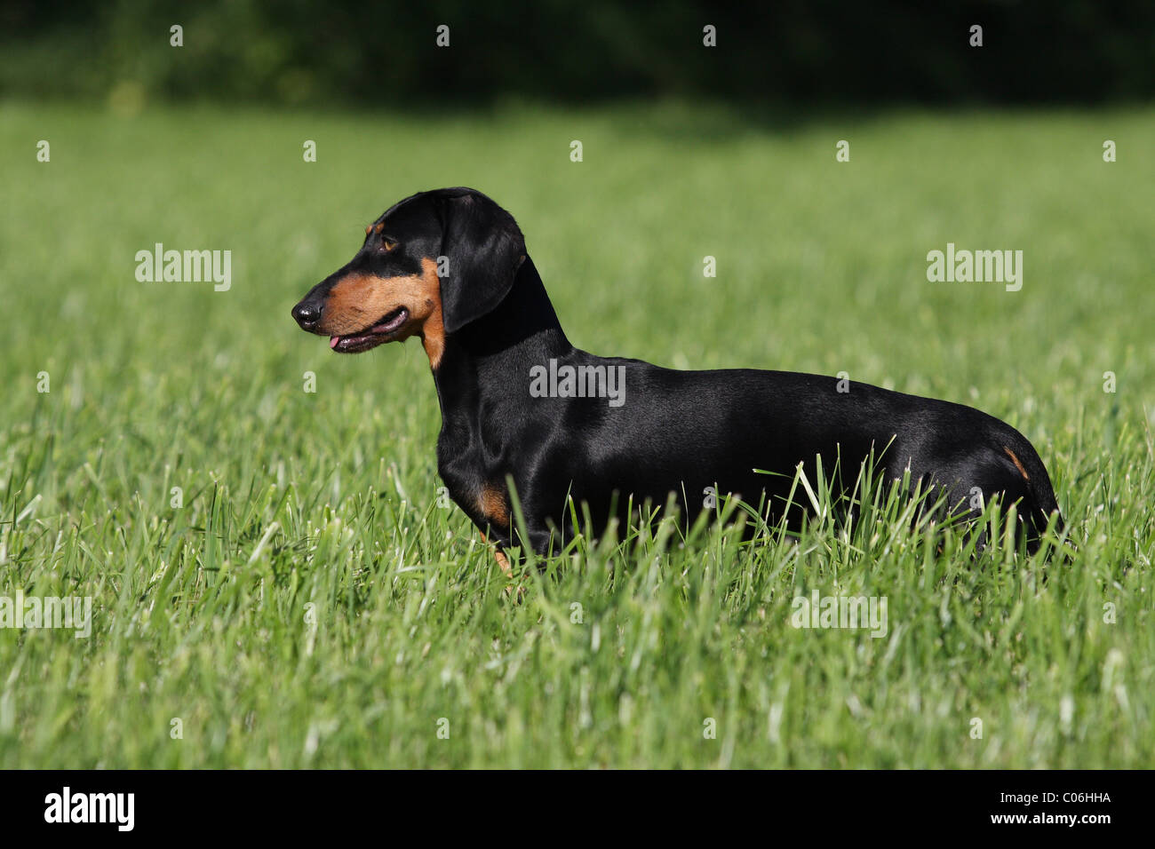 Kurzhaar teckel -Fotos und -Bildmaterial in hoher Auflösung - Seite 3 ...