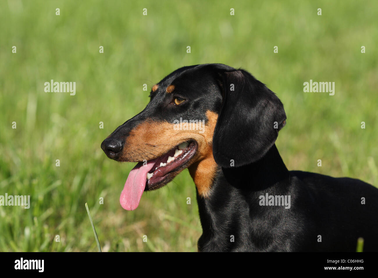 Shorthaired Teckel Stockfotos und -bilder Kaufen - Seite 2 - Alamy