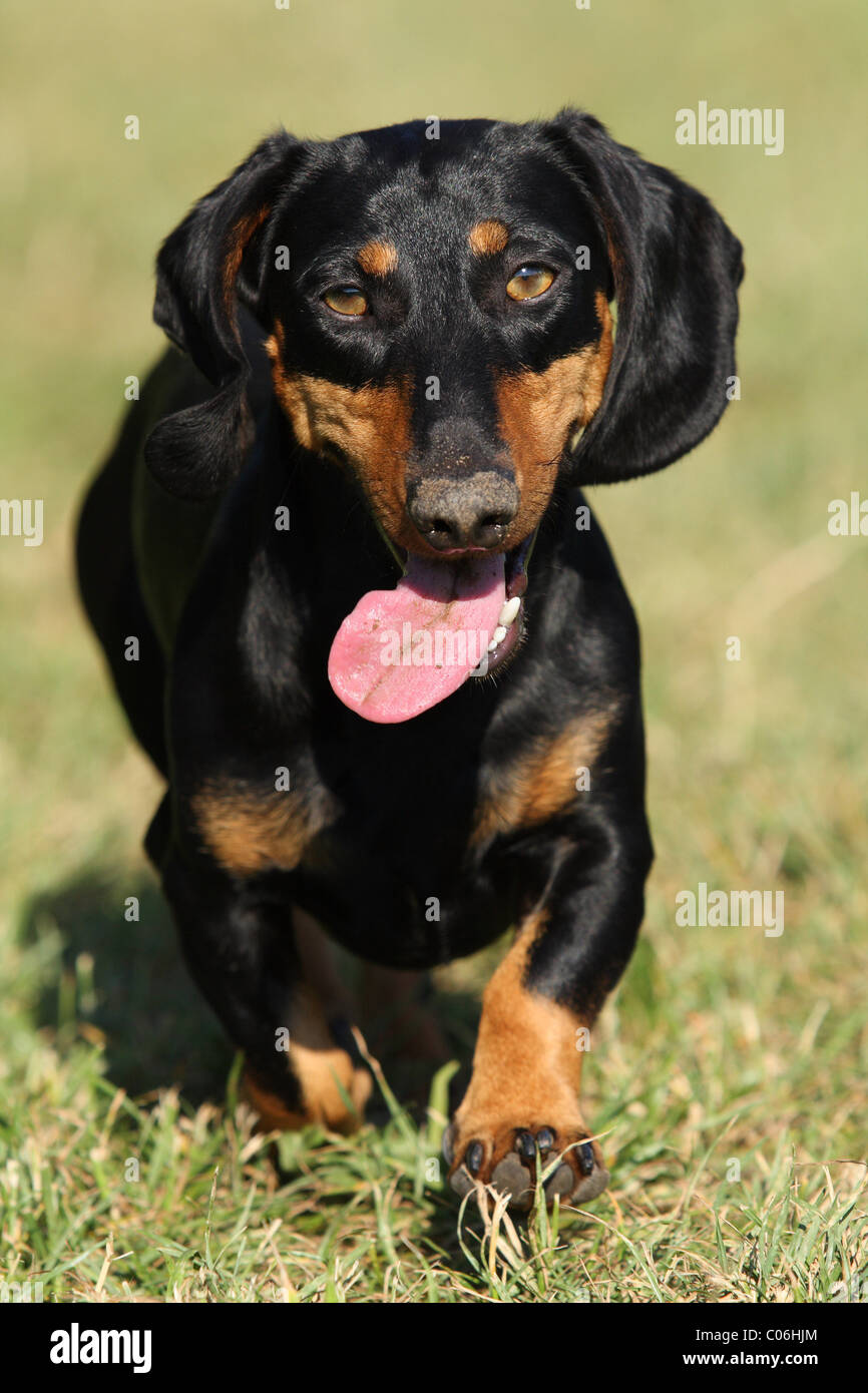 Teckel dog -Fotos und -Bildmaterial in hoher Auflösung - Seite 3 - Alamy