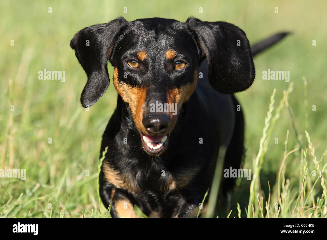Teckel dog -Fotos und -Bildmaterial in hoher Auflösung - Seite 3 - Alamy