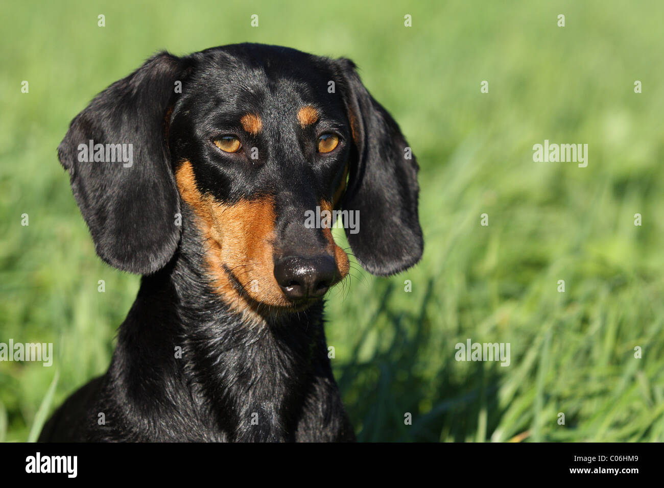 Shorthaired teckel -Fotos und -Bildmaterial in hoher Auflösung - Seite ...