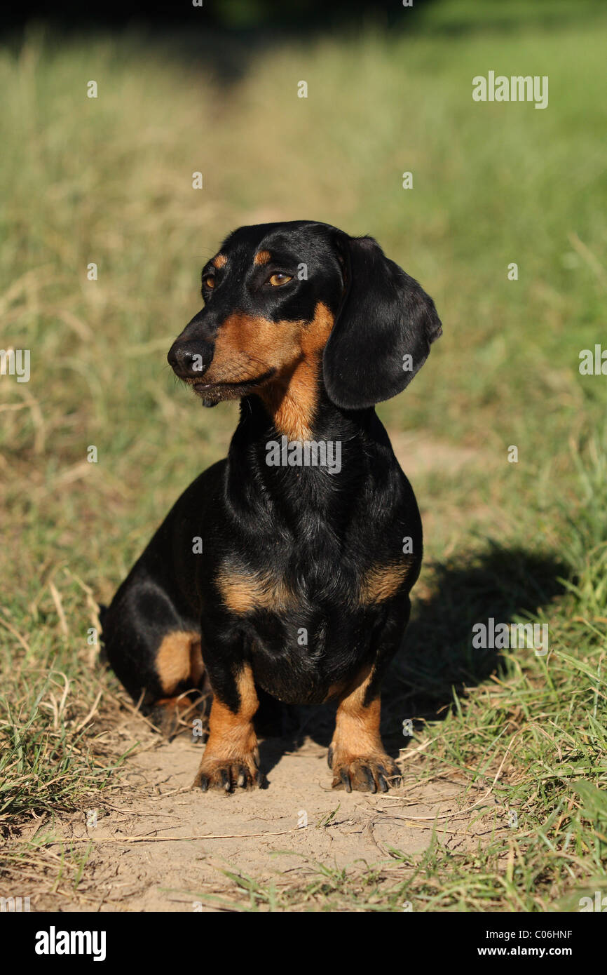 Teckel sitzend -Fotos und -Bildmaterial in hoher Auflösung – Alamy