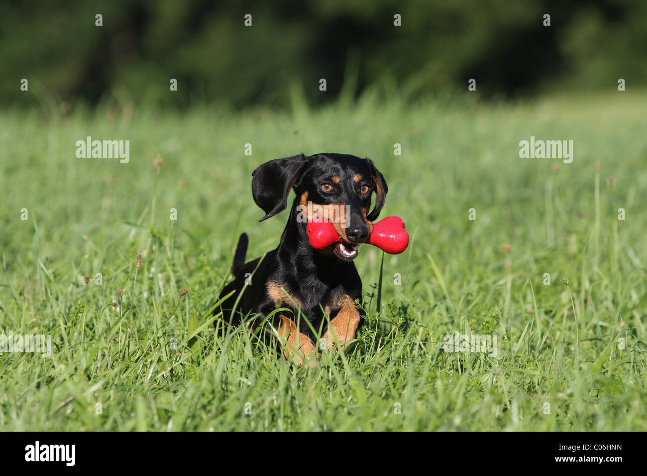Shorthaired Teckel Stockfotos und -bilder Kaufen - Seite 2 - Alamy