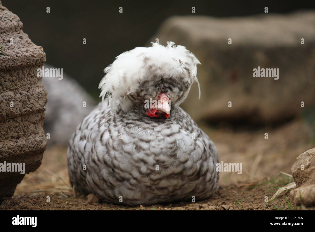 Chicken breeds -Fotos und -Bildmaterial in hoher Auflösung – Alamy