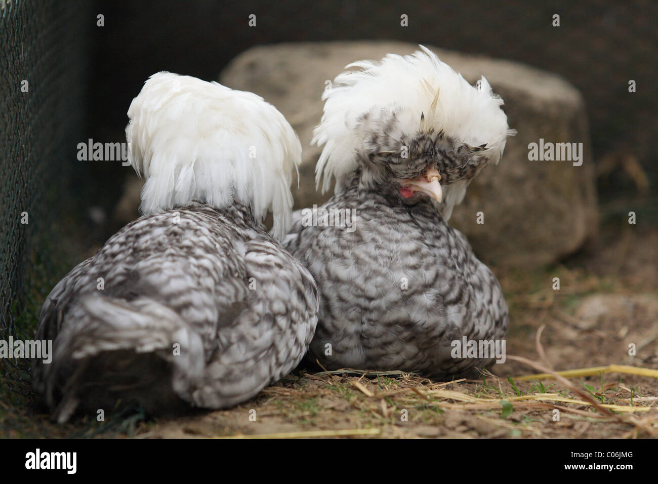 Chicken breeds -Fotos und -Bildmaterial in hoher Auflösung – Alamy