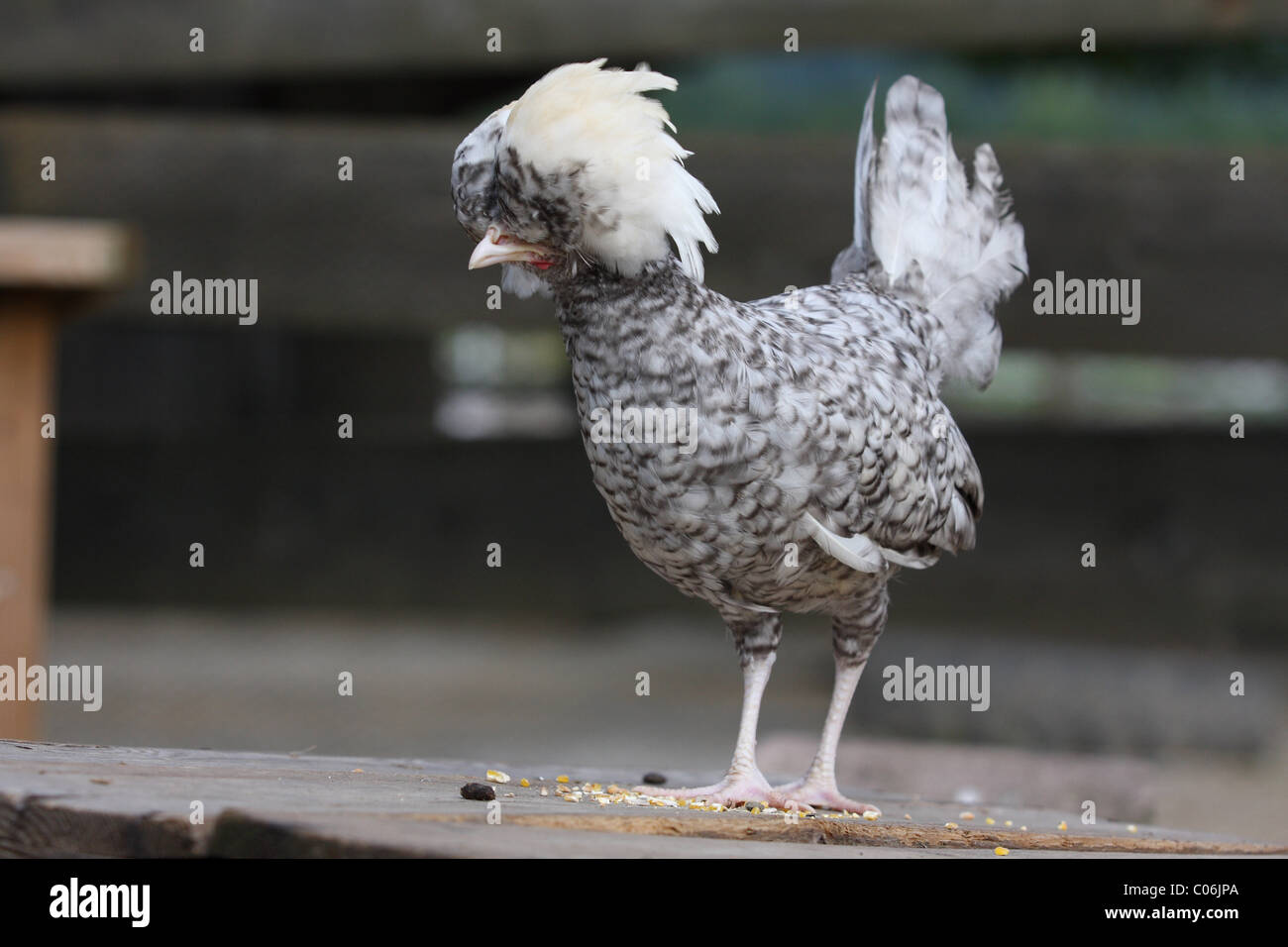 Chicken breeds -Fotos und -Bildmaterial in hoher Auflösung – Alamy
