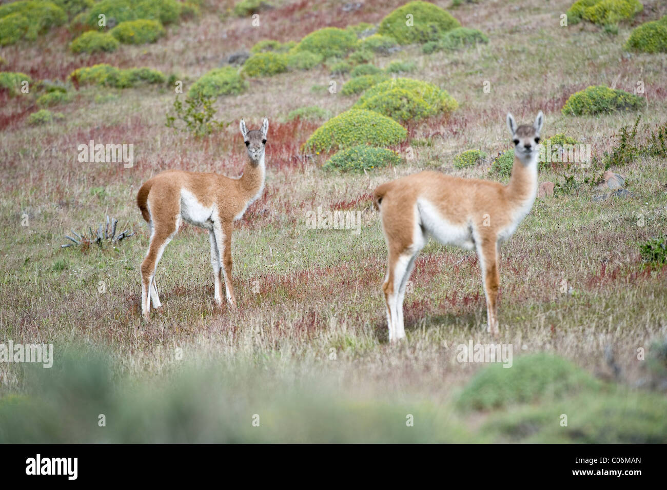 Mata barrosa mulinum spinosum -Fotos und -Bildmaterial in hoher ...